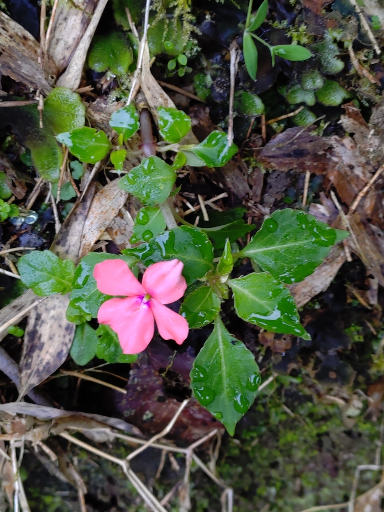 balsam from Nantou, TW-TA, TW on 04 March, 2022 at 10:09 AM by 古國順 · iNaturalist United Kingdom