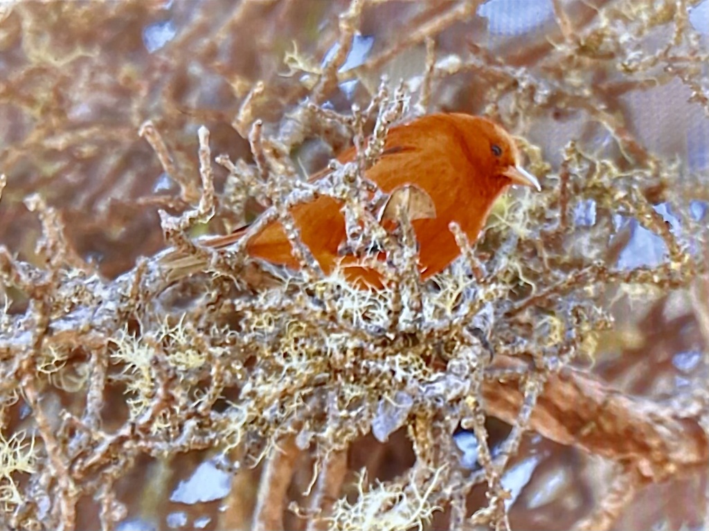 Hawaii ʻAkepa in February 2022 by Rachel Kolokoff Hopper · iNaturalist