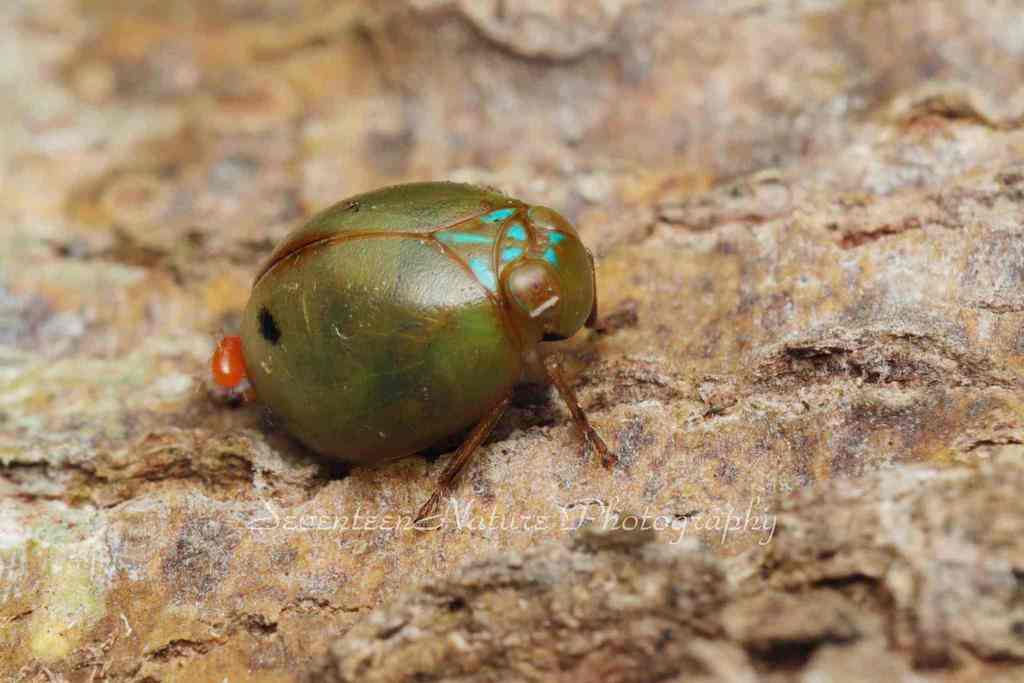 Hemisphaerius testaceus from 中国海南省乐东黎族自治县 on February 17, 2022 at 04:51 ...