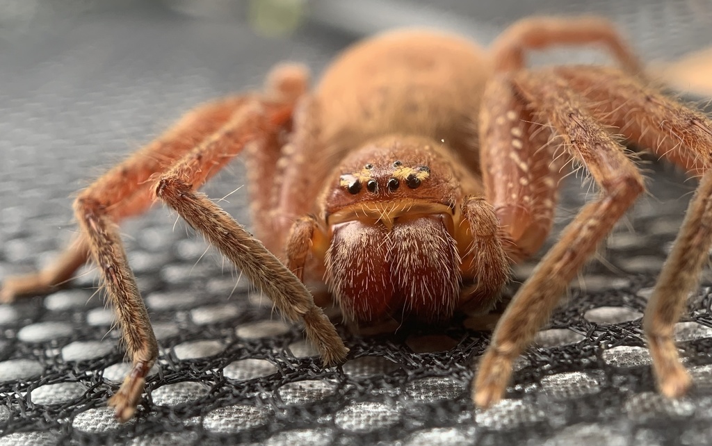 Badge Huntsman Spider from Valley Conservation Reserve, Mount Waverley ...