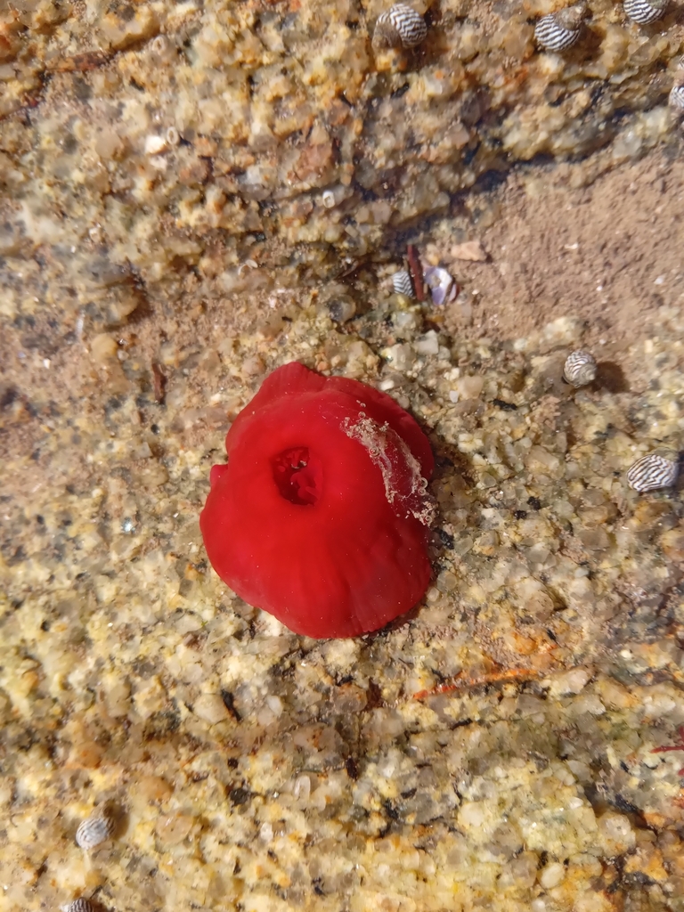 Maroon Anemone from Faro Cabo Polonio, 27202 Departamento de Rocha ...
