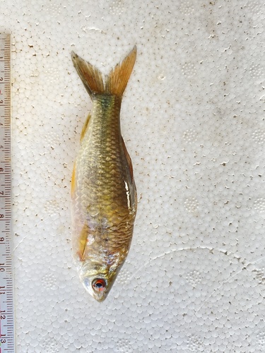 Osteochilus lini · iNaturalist