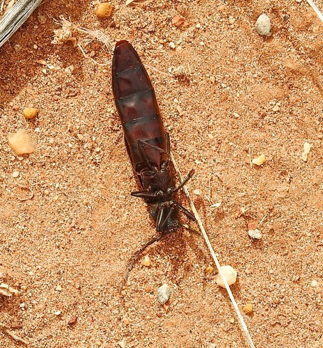 Gastrophacodes ventricosus · iNaturalist