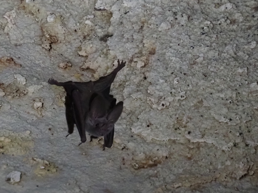 Waterhouse's Leaf-nosed Bat from Queen's Highway, BS on December 30 ...