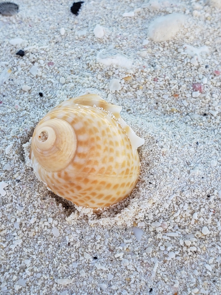 Partridge Tun Snail from Midway, Midway Atoll, Midway Atoll National ...