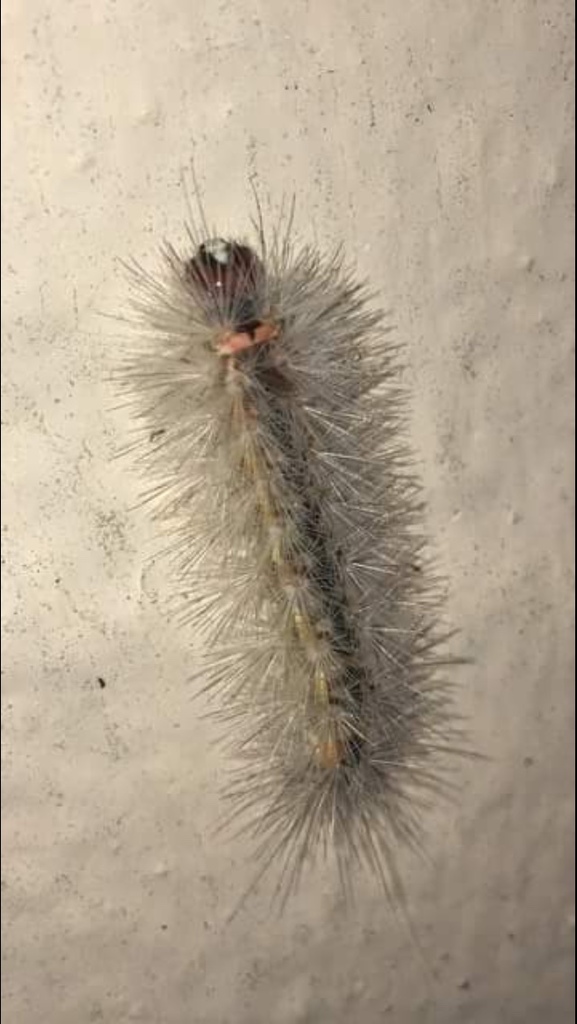 Edwards' Wasp Moth from Atlantic Ocean, , FL, US on May 17, 2018 at 11: ...