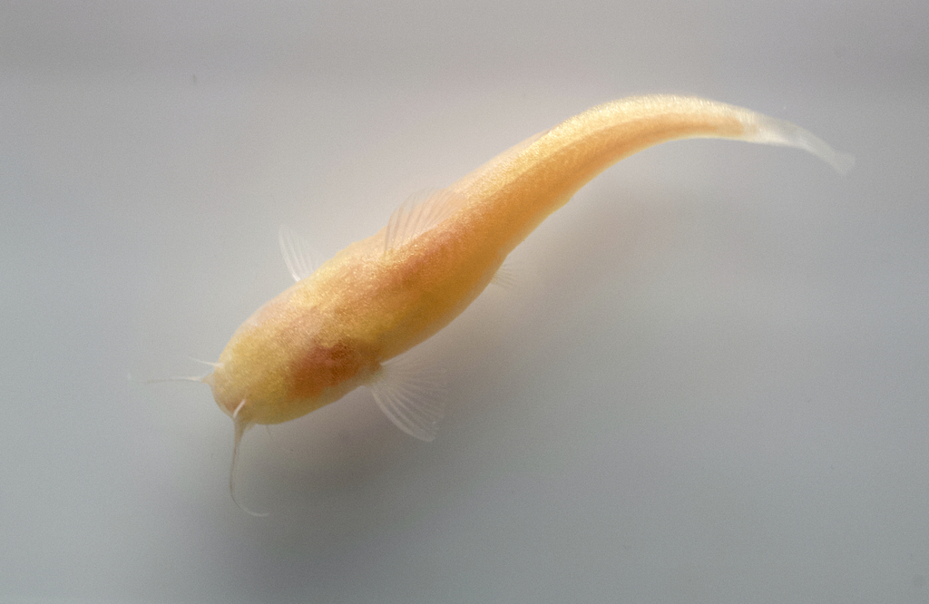 Mexican Blindcat in March 2022 by Michael Tobler. Specimen originally ...