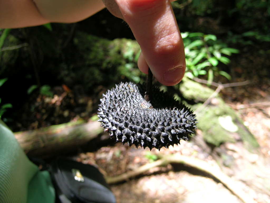 Monkey's comb from Puntarenas Province, Costa Rica on May 29, 2006 at ...