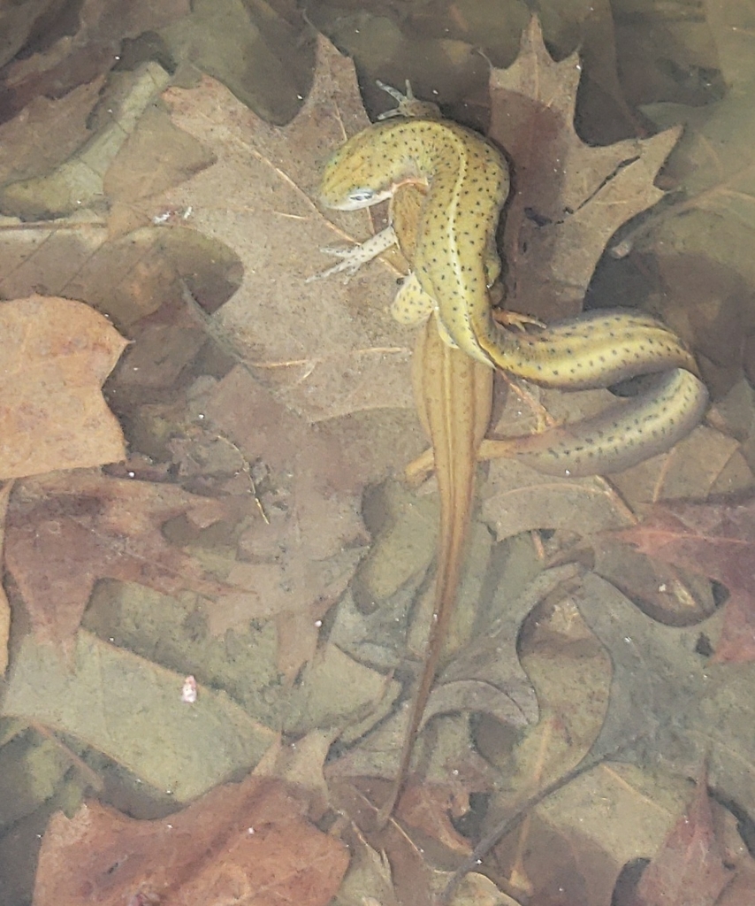 Central Newt from Vienna, IL 62995, USA on March 4, 2022 at 07:23 PM by ...