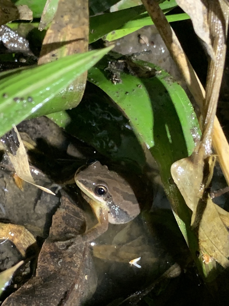 Cajun Chorus Frog from Lick Creek Nature Center, College Station, TX ...