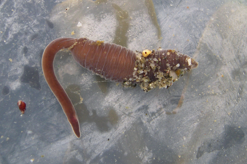 Purple Ribbon Worm from Island County, WA, USA on July 09, 2006 at 05: ...