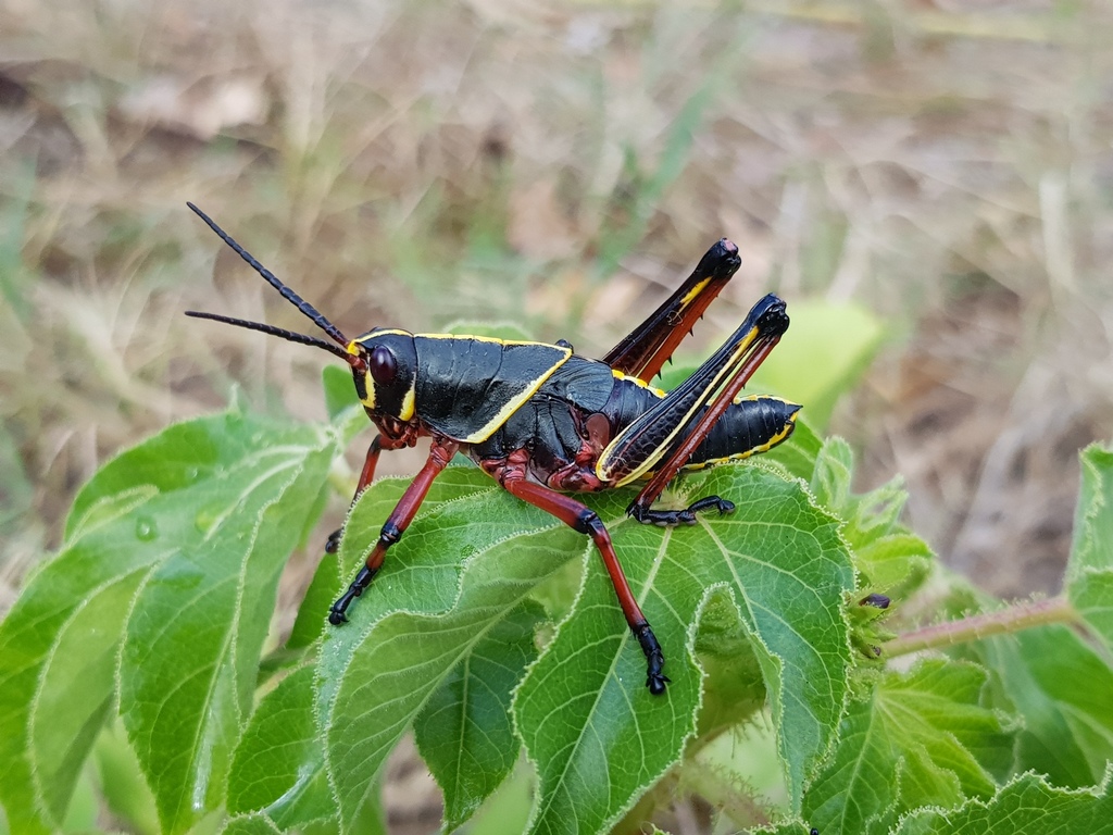 Eastern Lubber Grasshopper from Saint-Barthélemy on April 28, 2020 at ...