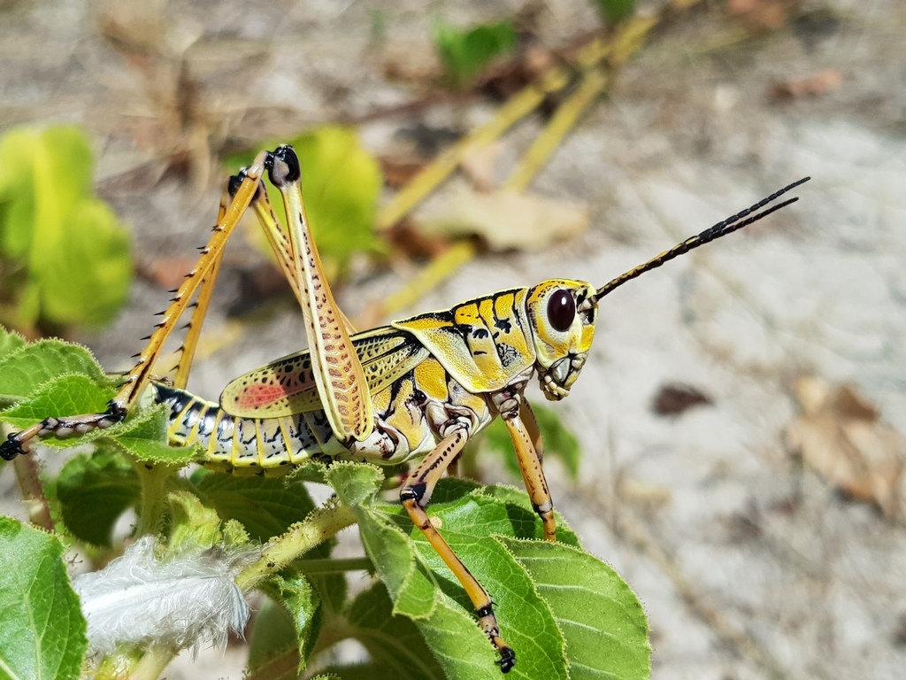 Eastern Lubber Grasshopper from Saint-Barthélemy on May 12, 2020 at 10: ...