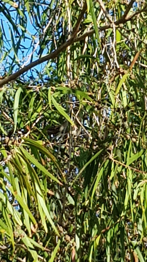 Western Australian Peppermint from Albany, AU-WA, AU on May 18, 2018 at ...
