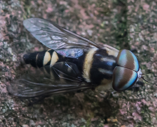 Western Horse Fly Tabanus Punctifer Tabanidae Diptera Horse Fly