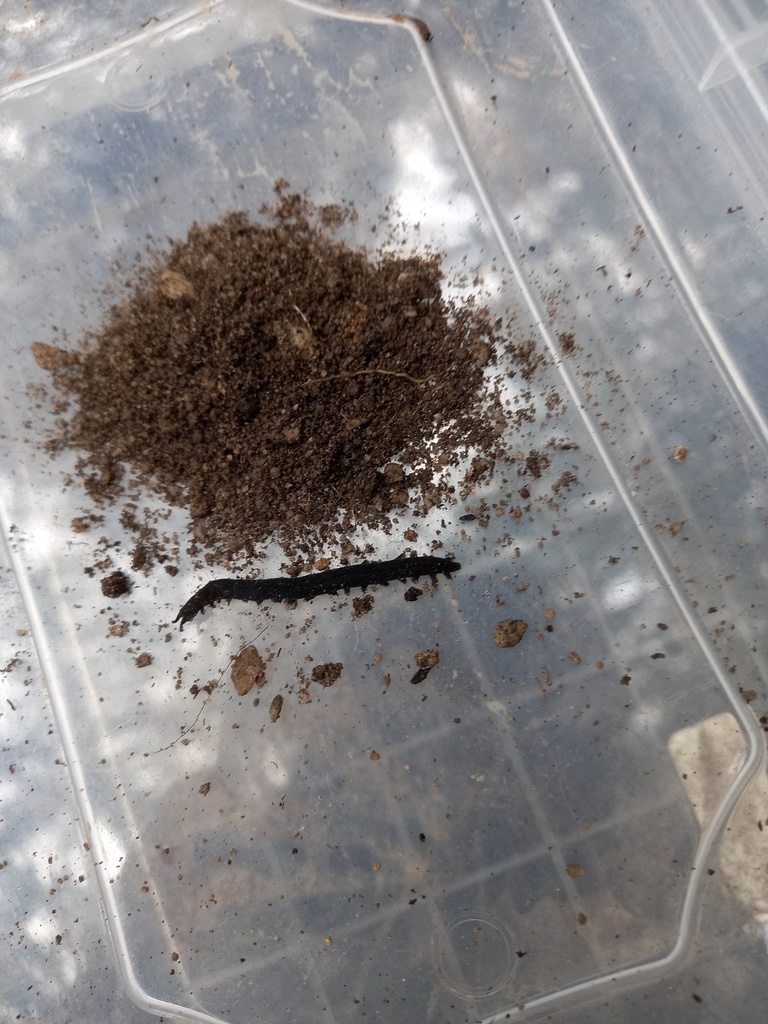 Rohan's Velvetworm from Eden, Western Cape, South Africa on March 5 ...