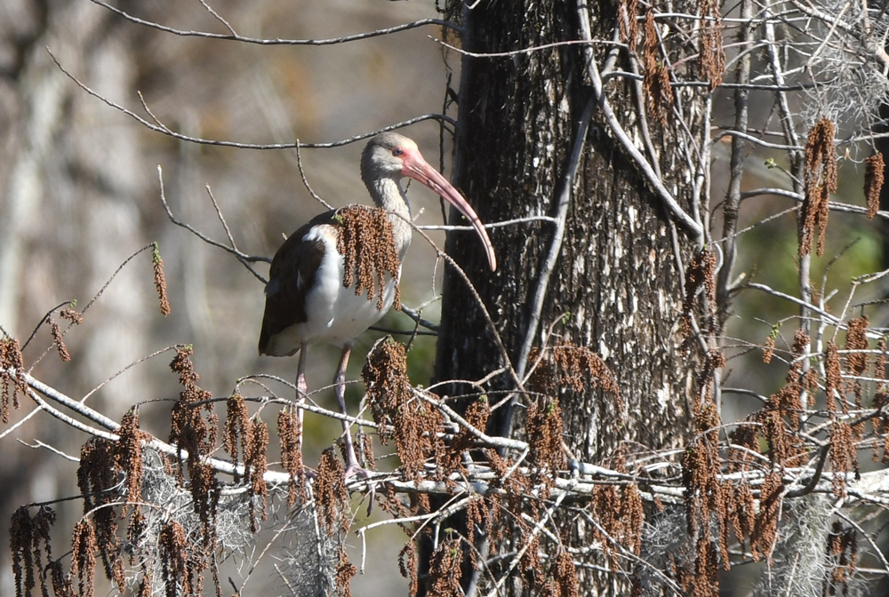 White Ibis in February 2022 by William Wise. Greenfield Lake, Hanover ...