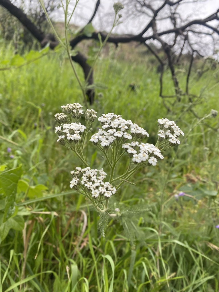 common yarrow from Toro County Park, Salinas, CA, US on March 4, 2022 ...
