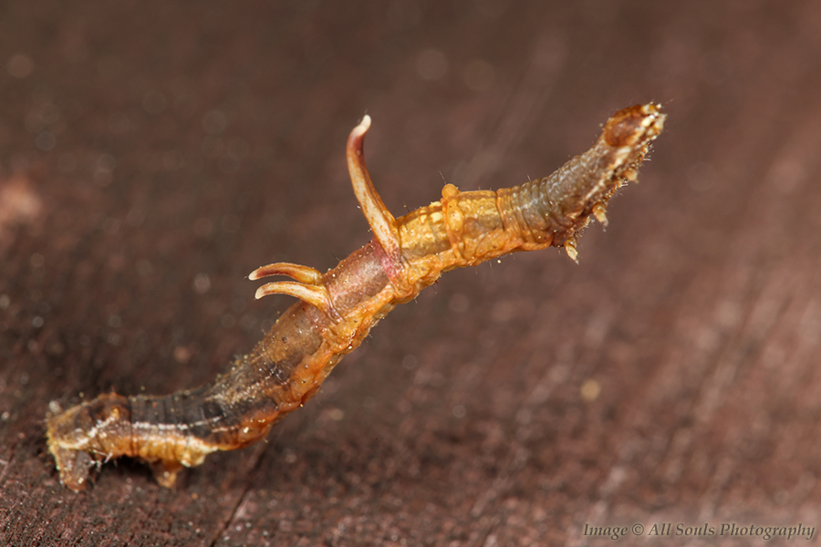 Horned Spanworm Moth from 1153 Lake Lotus Park Rd, Altamonte Springs ...