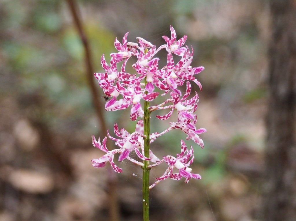 Slender Hyacinth-Orchid from Shipwreck Creek Beach Walking Track ...