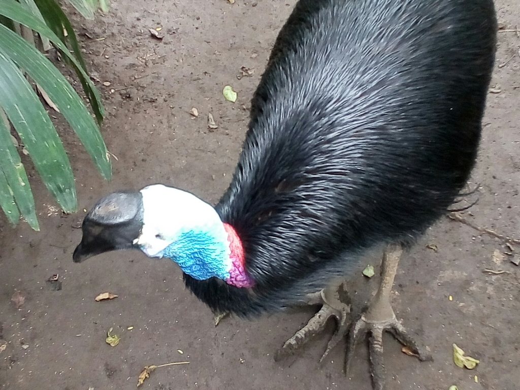 Dwarf Cassowary (Casuarius bennetti) - Avian Discovery