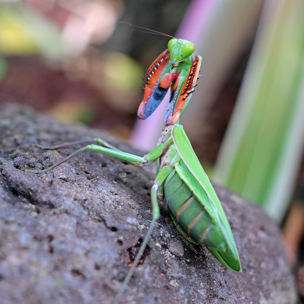 giant rainforest mantis from Atherton QLD 4883, Australia on March 5 ...