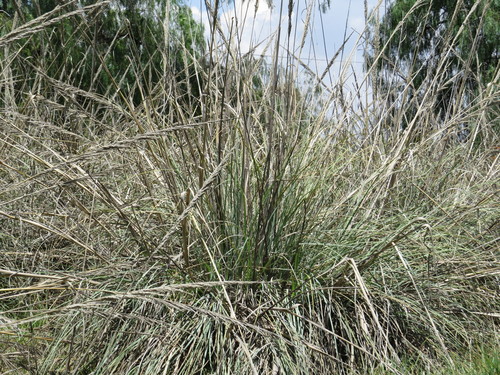 Zacate de escobillas (Muhlenbergia robusta)