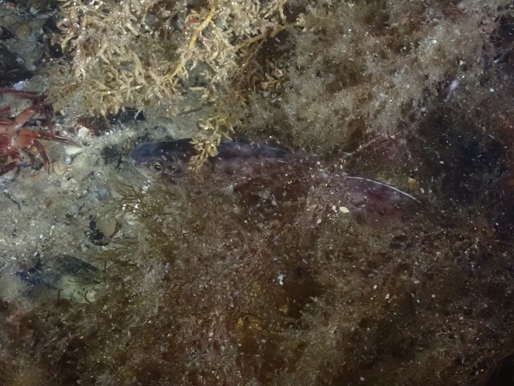 Rock Ling from Bay Trail, Rye VIC 3941, Australia on January 22, 2022 ...