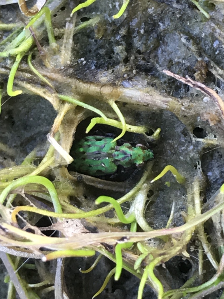 Delta Green Ground Beetle in March 2022 by ewebb1724 · iNaturalist