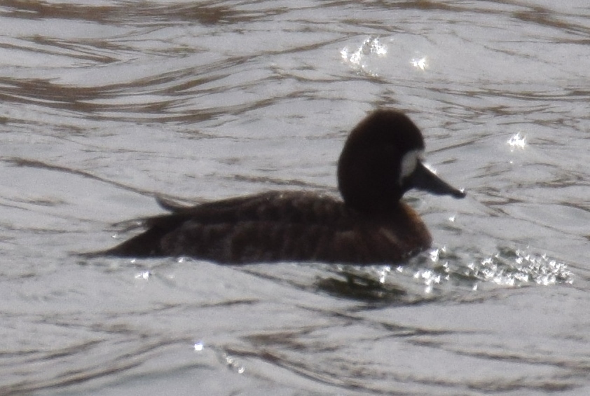 Lesser Scaup from Lubbock, TX, USA on February 25, 2022 at 04:09 PM by ...