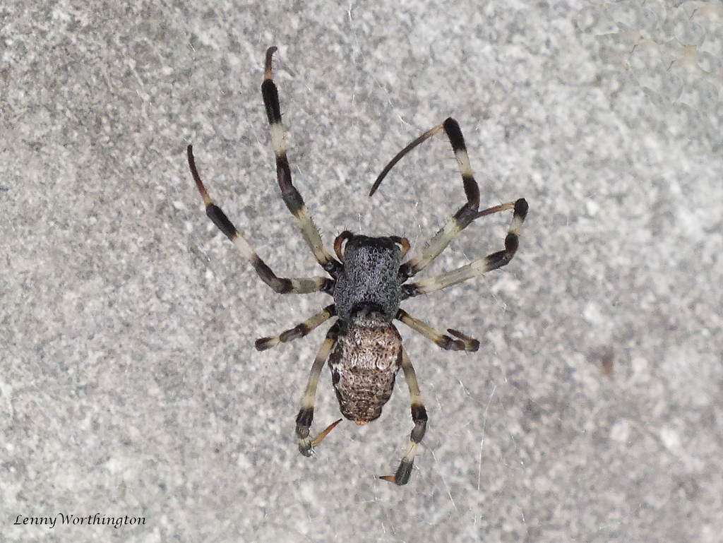 Asian Hermit Spider from Khao Yai National Park Nakhon Ratchasima ...