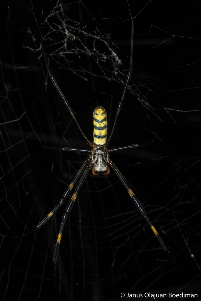 Joro Spider in October 2020 by Janus Olajuan Boediman · iNaturalist