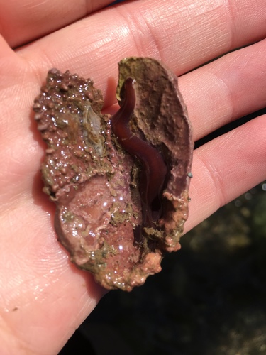 Amphiporus angulatus · iNaturalist