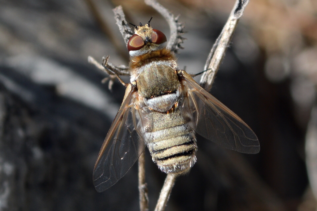 banded bee flies from Thessalia, Greece on July 02, 2014 at 04:11 PM by ...