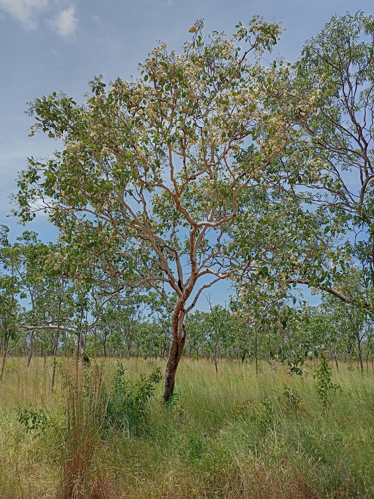 Corymbia latifolia from Florina NT 0852, Australia on March 04, 2022 at ...