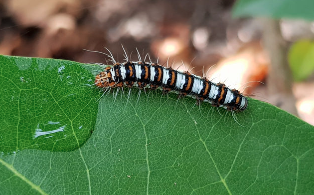 Crimson-speckled Flunkey from Saint-Barthélemy on October 5, 2018 at 01 ...