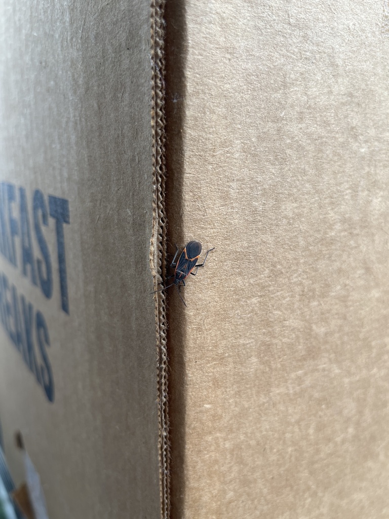 Eastern Boxelder Bug from Londontown Rd, Edgewater, MD, US on March 06 ...
