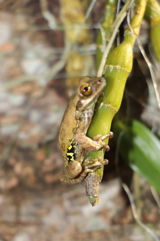 Porthole tree frog from Rancho El sinaí- Jilotepec, Ver., México on March 06, 2022 at 04:10 PM ...
