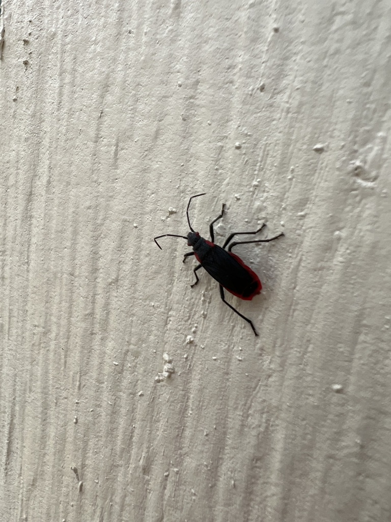 Red-shouldered Bug in March 2022 by tadamcochran · iNaturalist