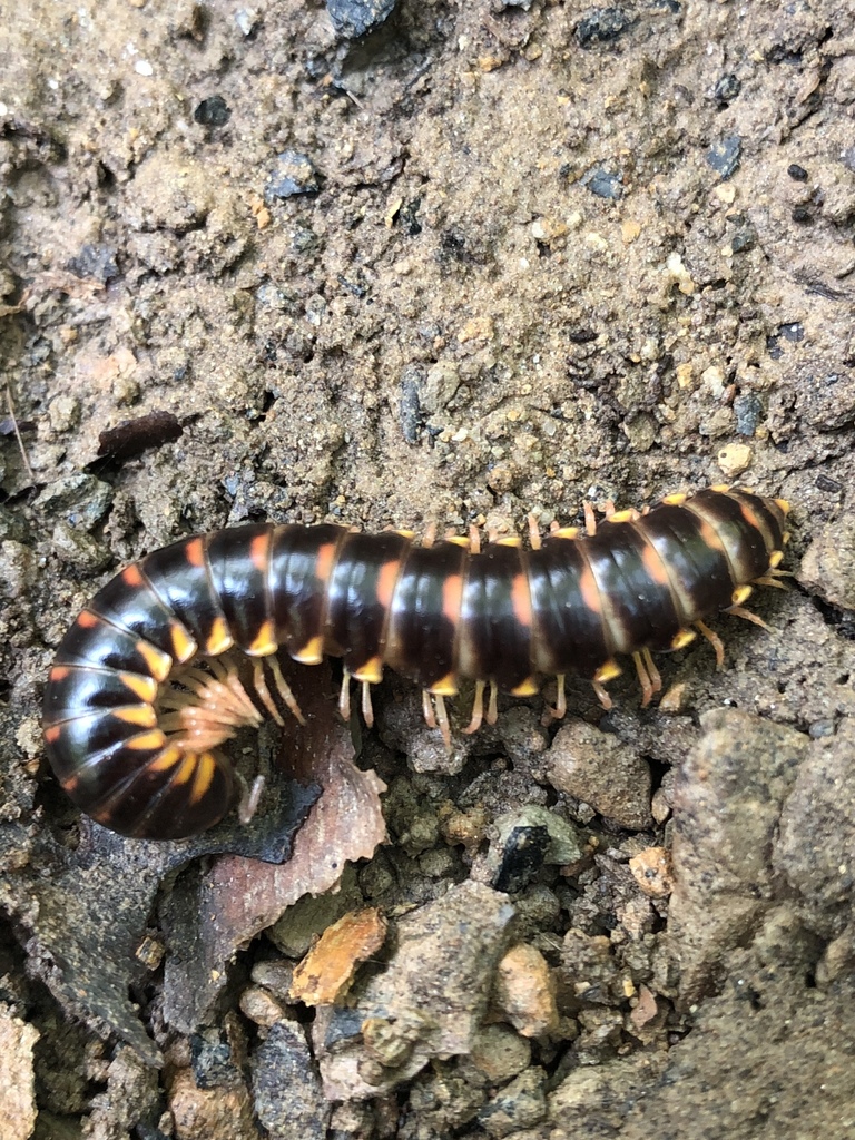 Mohican Cherry Millipede from Wayne National Forest, New Straitsville ...