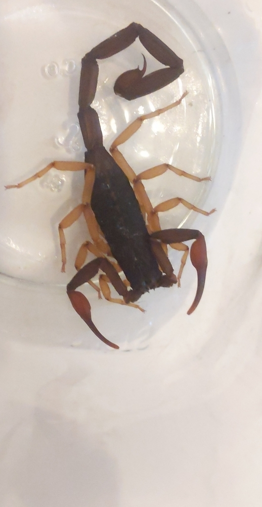 Slender Brown Scorpion from Homestead on March 06, 2022 by Aaron Meyers ...