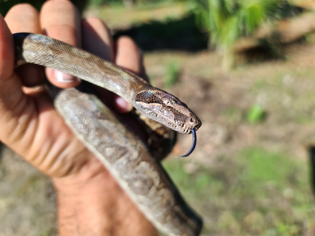 Clouded Boa Constrictor from St Andrews, Dominique on January 19, 2022 ...