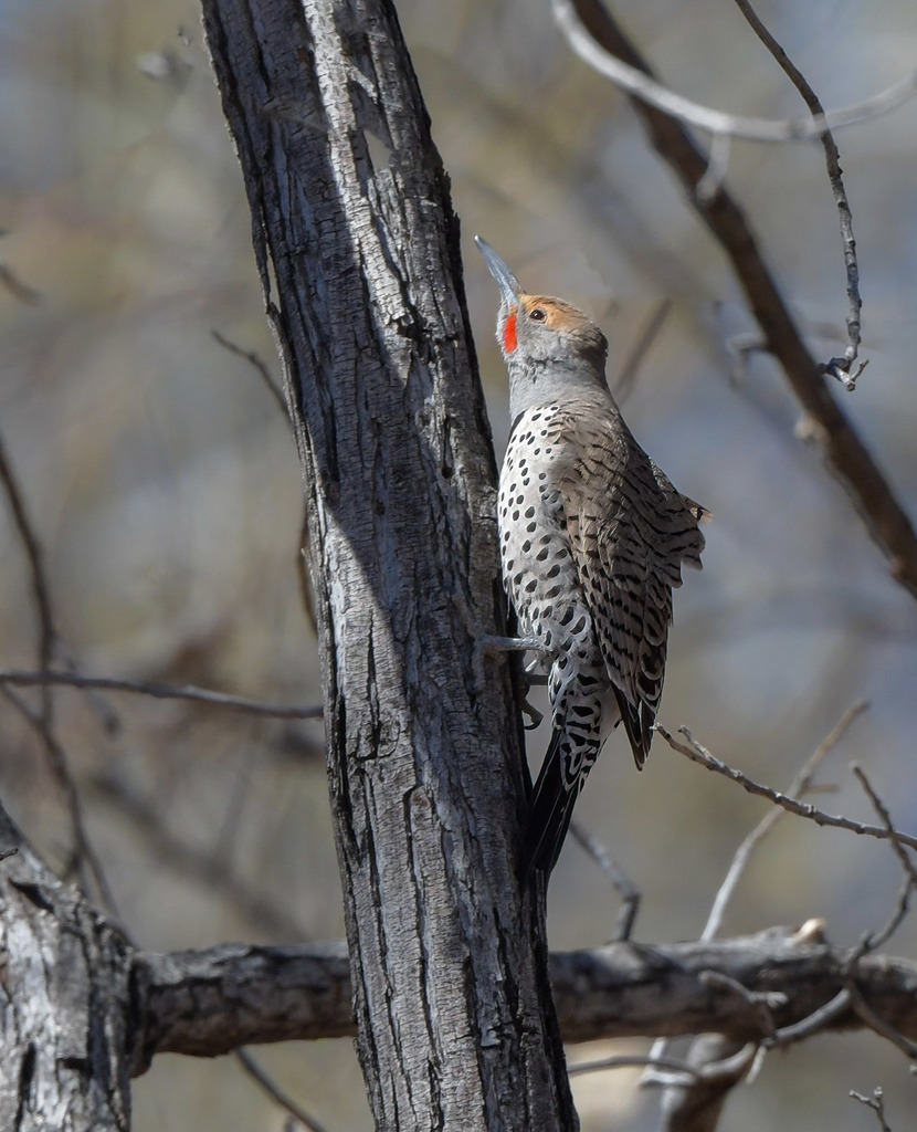Gilded Flicker from Pima County, AZ, USA on March 06, 2022 at 10:59 AM ...