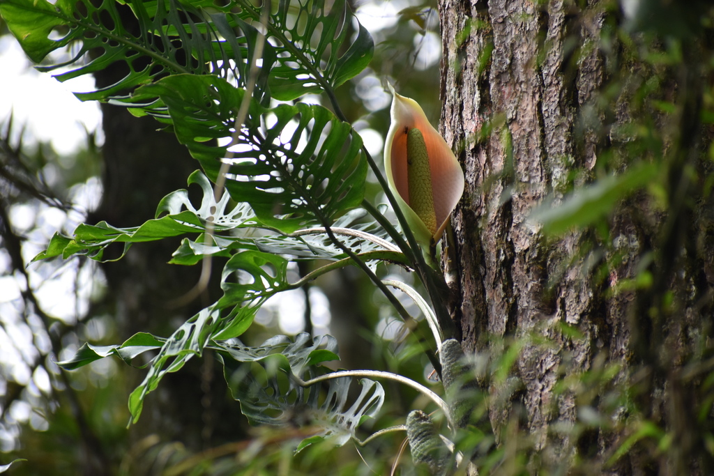 Monstera siltepecana from El Tular - Santuario Natural on October 23 ...