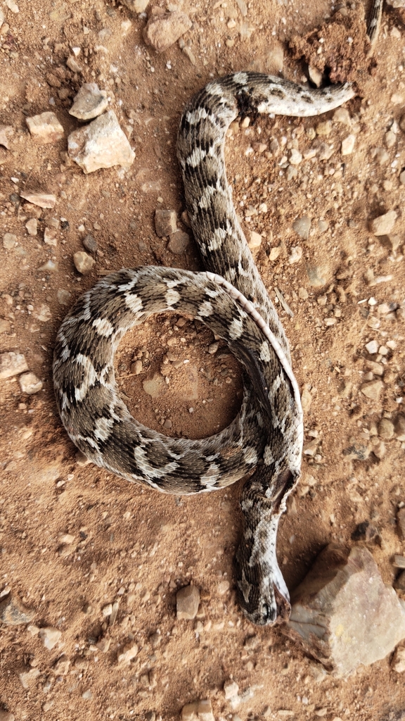 Saw-scaled Viper from 3C9M+9V6, Jamool Khera, Rajasthan 322029, India ...