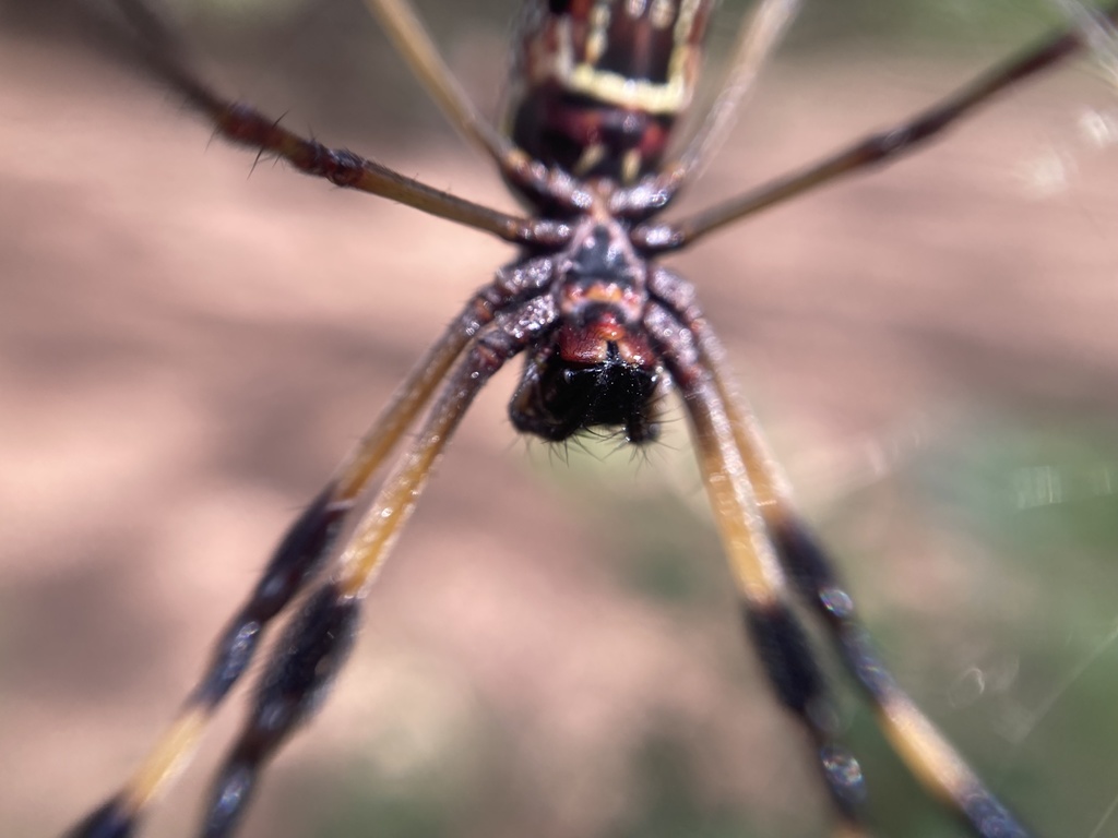 Golden Silk Spider from Kings Court, Miami, FL, US on March 3, 2022 at ...