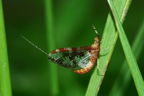 Genus Potamanthellus · iNaturalist