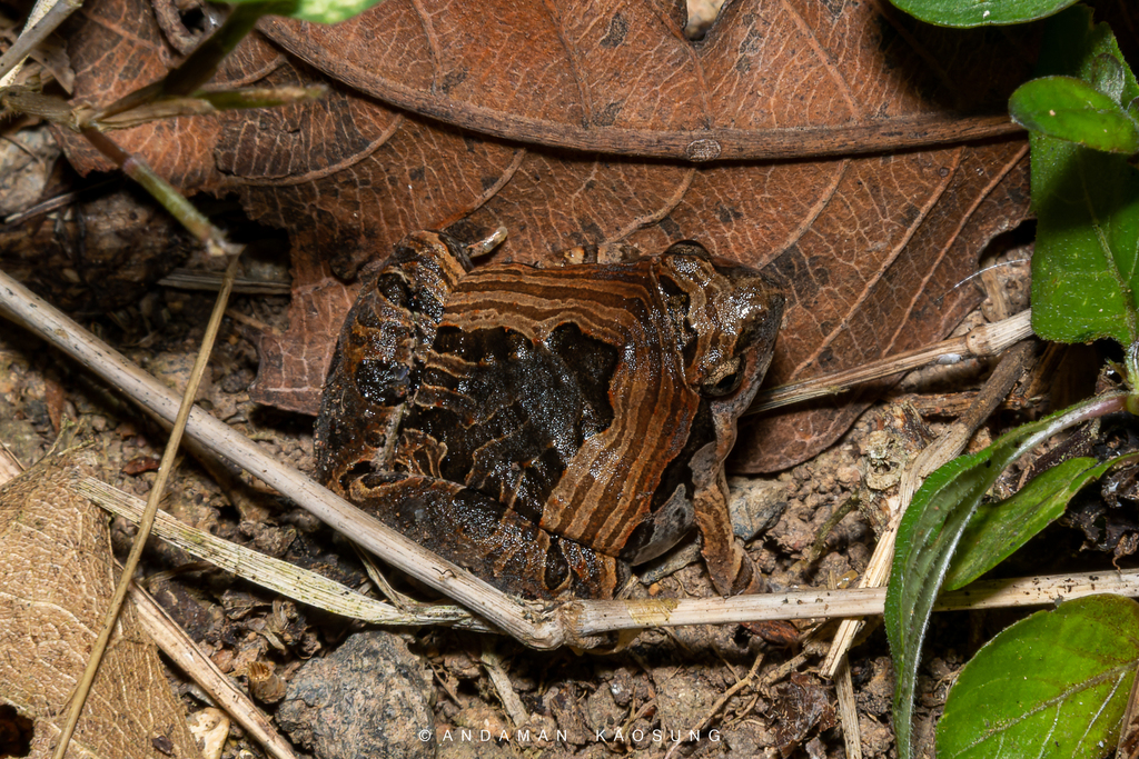 Beautiful Pygmy Frog from ตำบล ไหล่น่าน อำเภอเวียงสา น่าน 55110 ประเทศ ...
