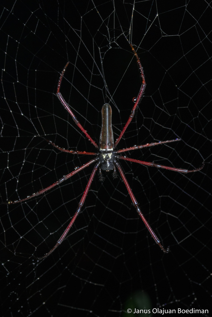 Giant Wood Spiders in December 2020 by Janus Olajuan Boediman · iNaturalist
