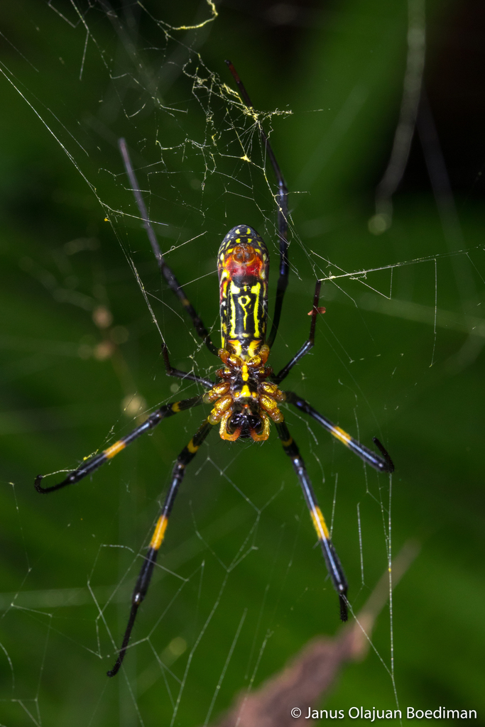 Joro Spider in November 2020 by Janus Olajuan Boediman · iNaturalist